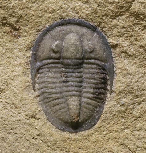 A ‘trilobite Pompeii Perfectly Preserved Fossils Of
