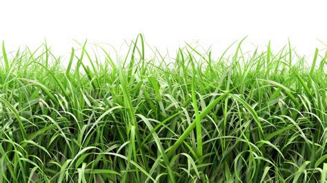 Natural Fresh Green Grass Cut Out Backgrounds 3d Rendering Premium Ai
