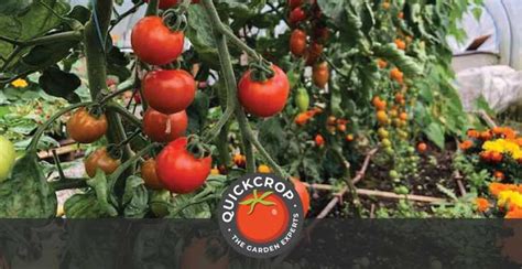 When To Feed Tomato Plants
