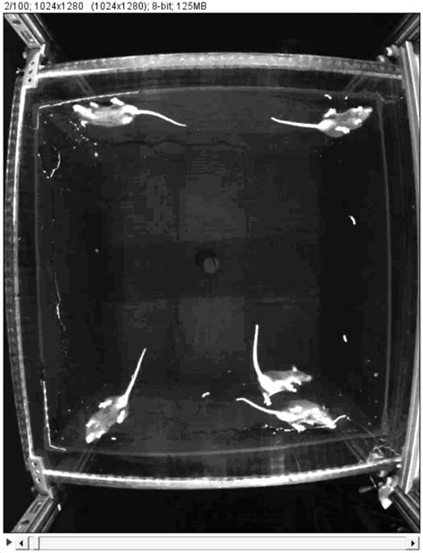 How To Extract Original Videos From The Dataset · Talmolab Sleap · Discussion 779 · Github