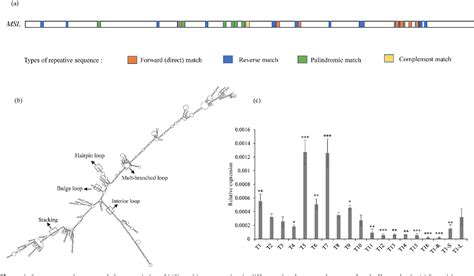 Figure 3 From The Proposed Role Of Msl Lncrnas In Causing Sex Lability Of Female Poplars