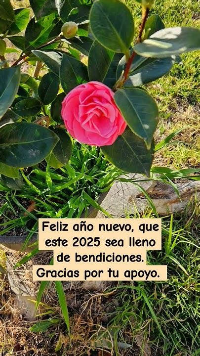 Dreamtrackai Backrowndgracias Seguidores Felizañonuevo 2025viralvideo Plantas Garden