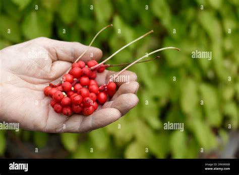 Chinese Magnolia Chinese Lemongrass A Sprig Of Lemongrass Berries
