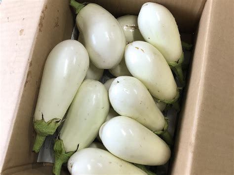 本日限定！大特価！【すずなり採れたて白茄子！】：神奈川県産の野菜｜食べチョク｜産地直送産直お取り寄せ通販 農家・漁師から旬の食材を直送