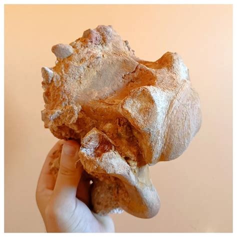 Museum Grade Spinosaurus Dinosaur Cervical Vertebra Bone