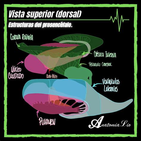 Anatomía UBA Lio on Twitter Mañana en el vivo comenzamos aver