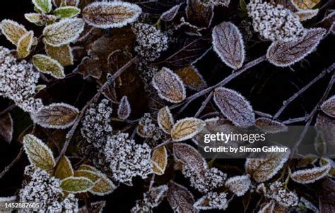 Cellulose Cell Photos And Premium High Res Pictures Getty Images