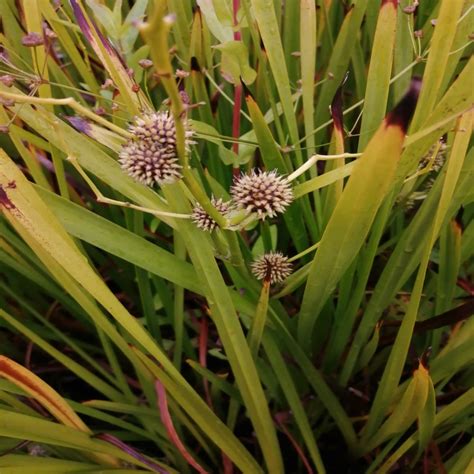 Sparganium Erectum The Water Garden