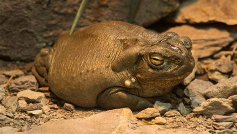 Don T Lick The Psychedelic Toad National Park Service Urges IFLScience