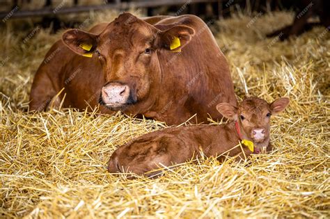 Premium Photo Cow And Newborn Calf Lying In Straw At Cattle Farm