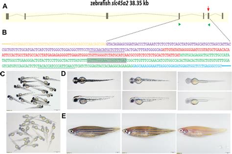 Phenotype Of The Rnp Complex Injected Zebrafish Embryos And Larvaes
