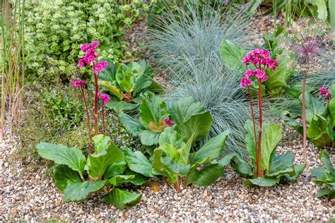Bergenia cordifolia ´Shoeshine Rose´ , Bergénia srdcovitolistá, K9