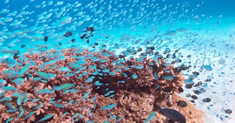 生物多様性の国際会議「cop15」とは？｜sora｜note