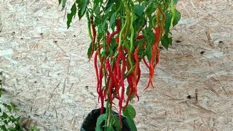 Острый перец Kil Biber Чилисад Дзен Смотреть онлайн в поиске Яндекса по Видео