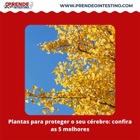 Plantas para proteger o seu cérebro confira as 5 melhores