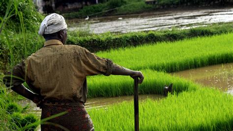 6 Strategi Budidaya Padi Dalam Pengendalian Penyakit Pak Tani Digital