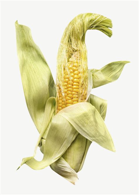 Corn Collage Element Psd Premium Psd Rawpixel