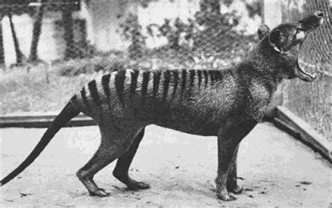 Uncovering The Fascinating World Of The Marsupial Wolf