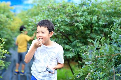 ブルーベリー農家の年収は観光農園で年収2 000万など成功事例を紹介 minorasu ミノラス 農業経営の課題を解決するメディア