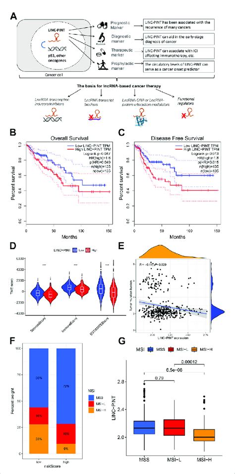 Clinical Potentials Of Linc Pint A Overview Of The Clinical