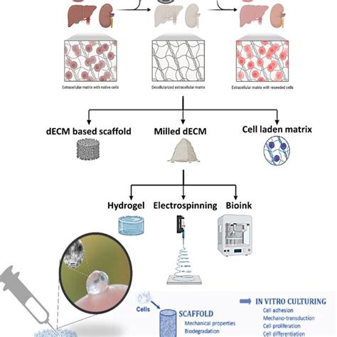 Flow Chart Illustrating Scaffolding Strategies Different Types Of Download Scientific Diagram
