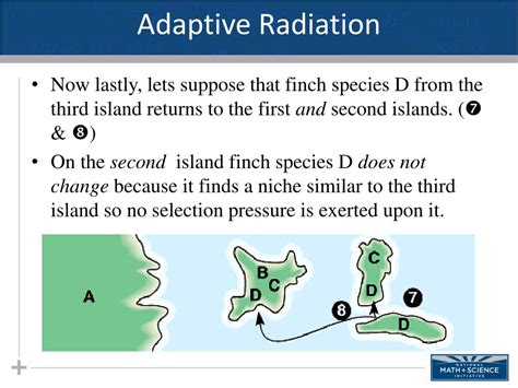 Ppt Macroevolution Part Ii Allopatric Speciation Powerpoint Presentation Id 6309897