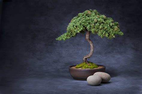 Bonsai In Feng Shui A Miniature Trees Meaning To Life Nspirement