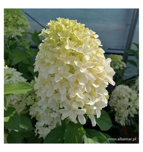 Hortensja Bukietowa Skyfall Hydrangea Paniculata Albamar