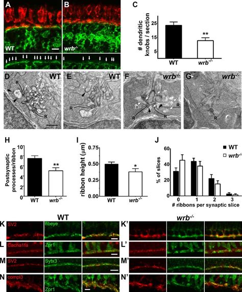 Presynaptic And Postsynaptic Alterations In Wrb ÀÀ Mutant Download Scientific Diagram