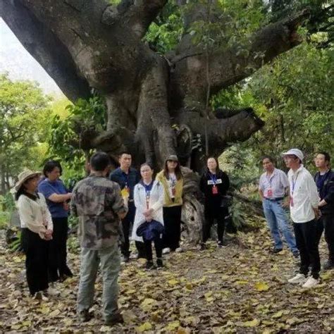 【县（市、区）政协】区政协对高黎贡山自然保护区南段东坡建设与保护情况进行专题调研生态隆阳区工作