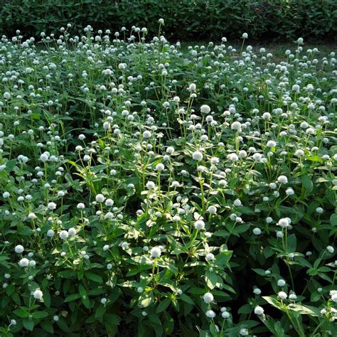 Gomphrena Seed Gomphrena Globosa White Flower Seeds