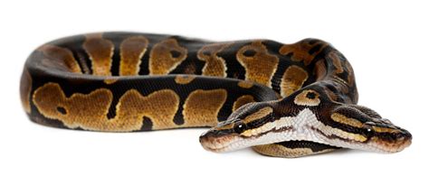 2 로얄 Python 또는 공 Python Python Regius 1 년 오래 된 흰색 배경 앞을 향하고 머리가 두 개인에