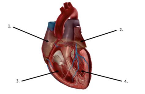 Heart Anatomy Lab Exam Flashcards Quizlet