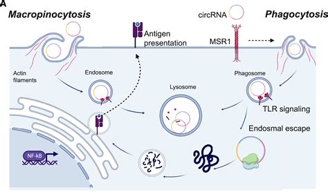 Pathways For Macrophage Uptake Of Cell Free Circular Rnas Molecular Cell
