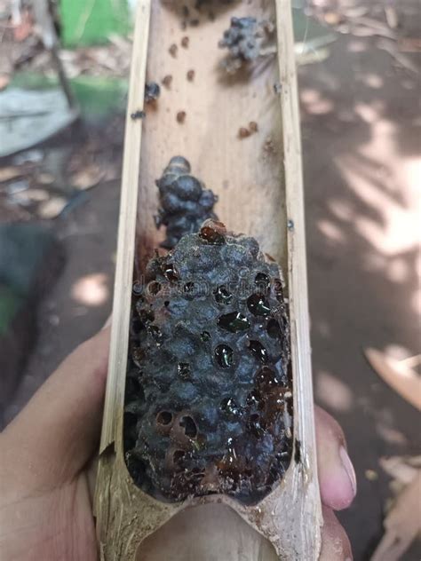 Trigona Honey Is Produced By Small Skinny Black Bees Known As Trigona