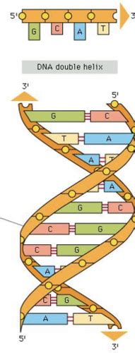 Classic Genetics Flashcards Quizlet