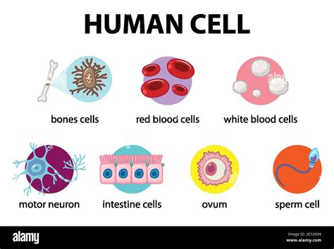 Human Cells