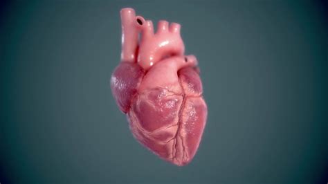 Human Heart Beating Animation
