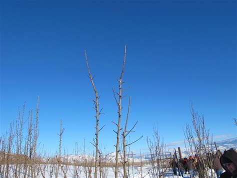 Pear Pruning For Babe Bartlett WSU Tree Fruit Washington State University