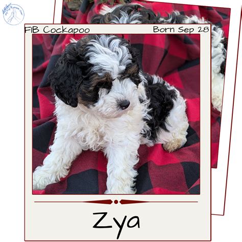 Cockapoo 0928 Female My Pup Runneth Over Cockapoo 0928 Female My Pup Runneth Over