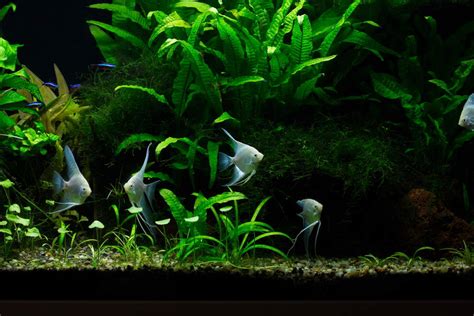 5 Best Fish Tank Ideas For A 55 Gallon Freshwater Aquarium Aquarium Co Op