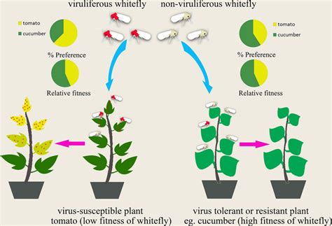 Virus Driven Vector Preference And Vector Fitness Effects Can Have Download Scientific Diagram