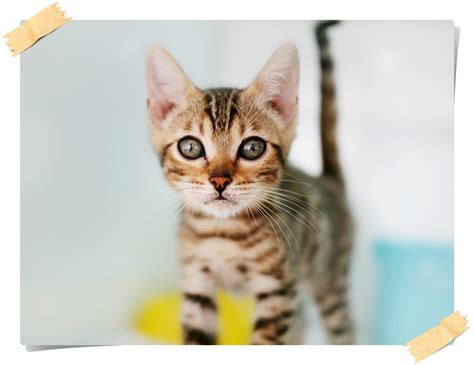 집에서 키우기 좋은 애완 고양이 종류 Best 10 네이버 블로그