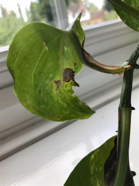 8 Reasons Why Your Pothos Leaves Are Turning Black 2025
