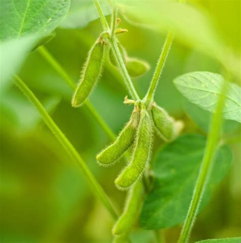 Keygene Long Read Sequencing For Structural Variation Sv Detection