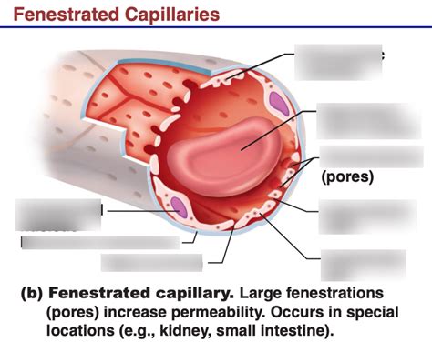 Fenestrated Capillaries Diagram Quizlet
