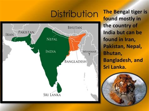 Ppt Bengal Tiger Powerpoint Presentation Id