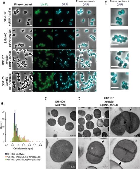 Cozeacozeb Phenotypes In S Aureus Sh1000 Download Scientific Diagram