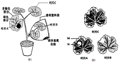 如图是酵母菌和细菌的结构示意图 1 他们都是单 细胞个体． 2 其中图b是酵母菌 图a是细菌．你的判断依据是细菌细胞没有的结构是成形的细胞核
