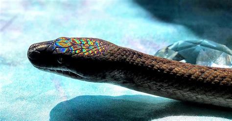 Prisma The Patternless Granite Spotted Python Album On Imgur